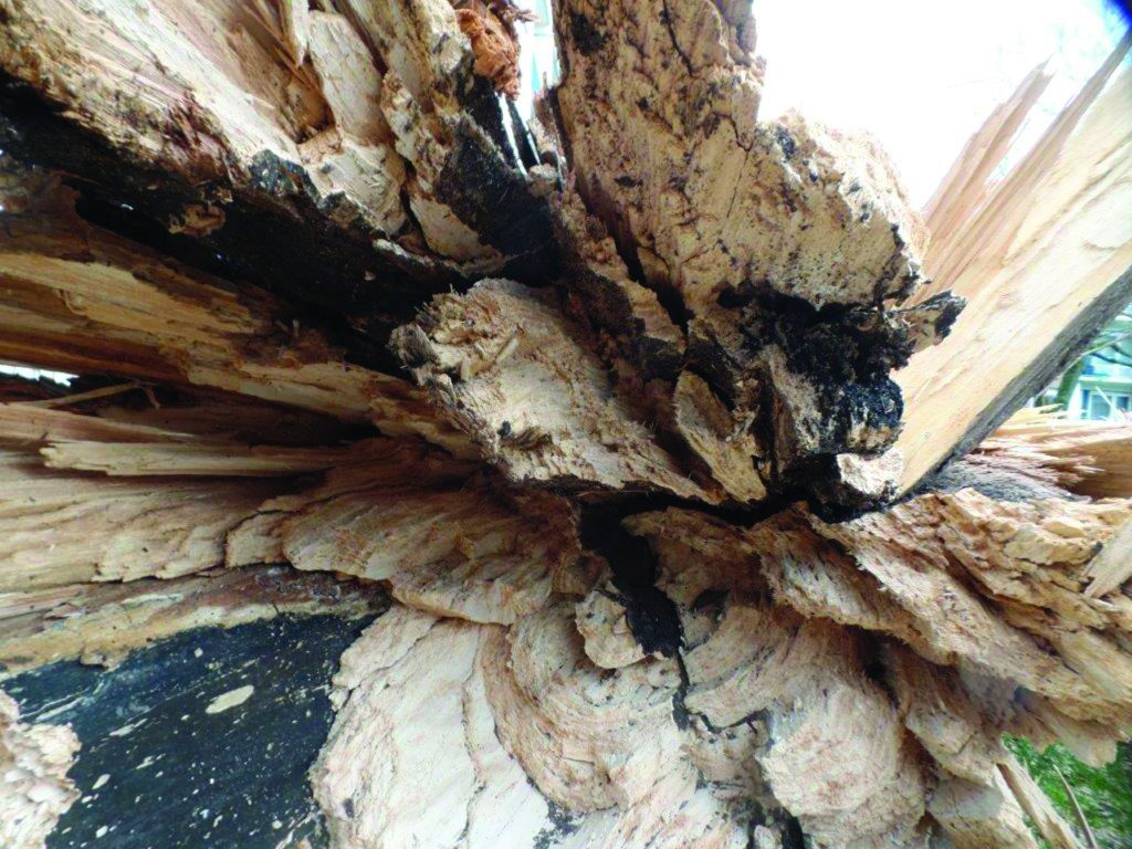 Windbelasting op bomen - AVN